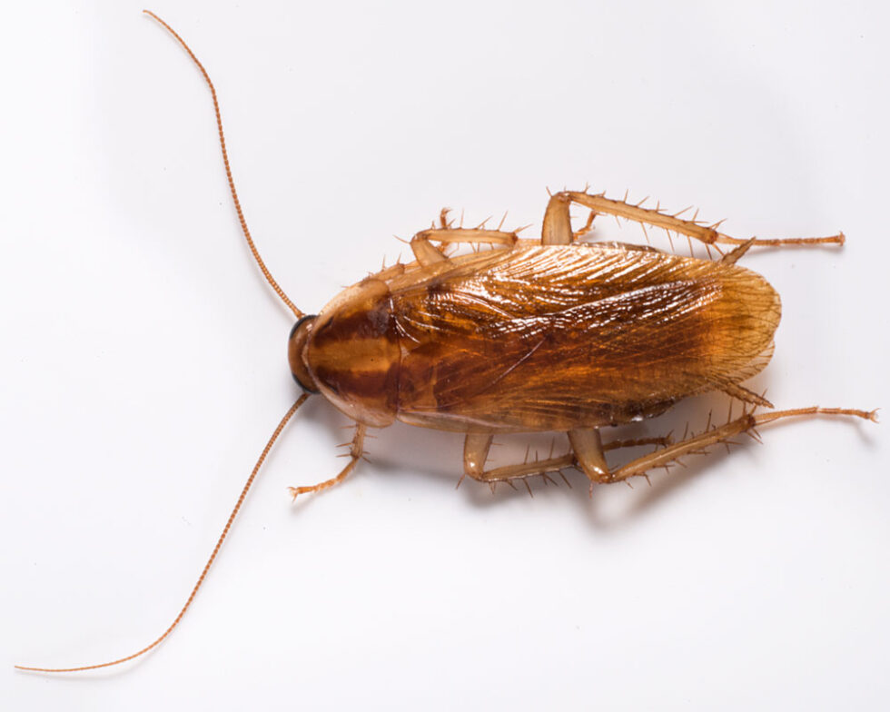 Oregon Cockroaches • Good Earth Pest Company