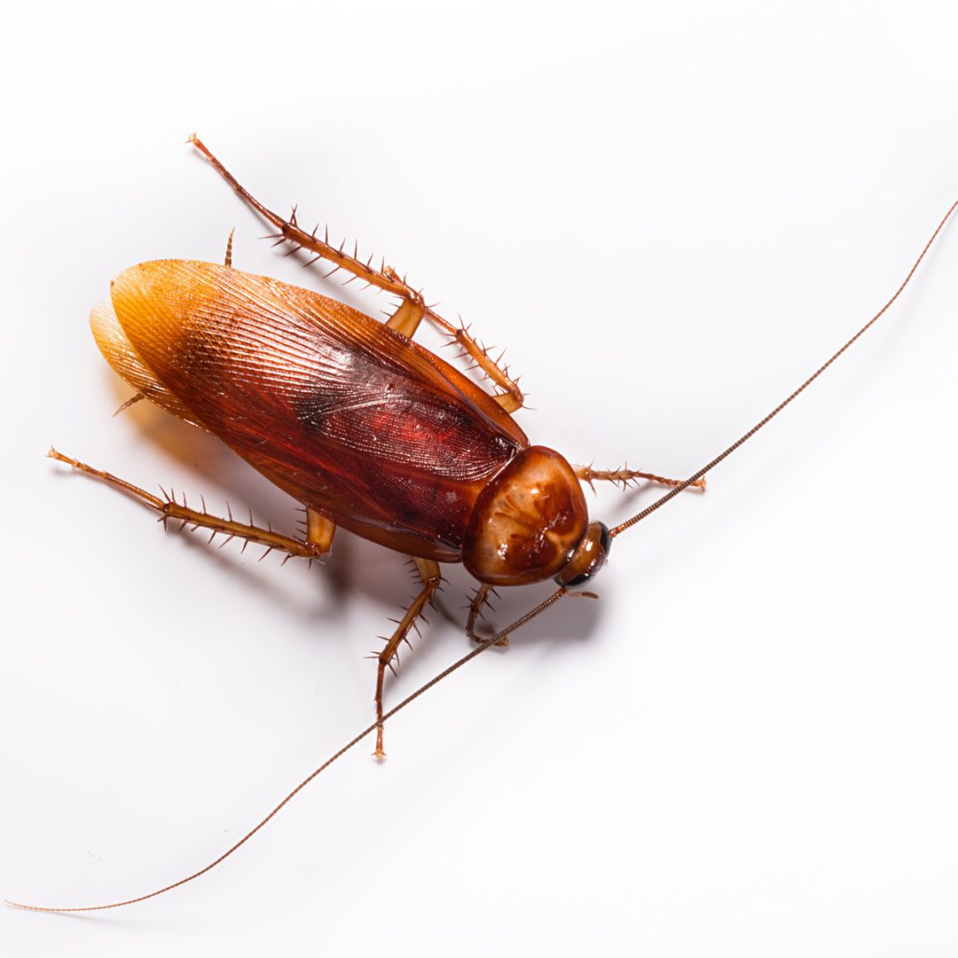 Oregon Cockroaches • Good Earth Pest Company