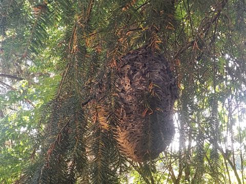 Why Are Wasps and Yellowjackets Swarming Your Trees? The Real Culprit ...