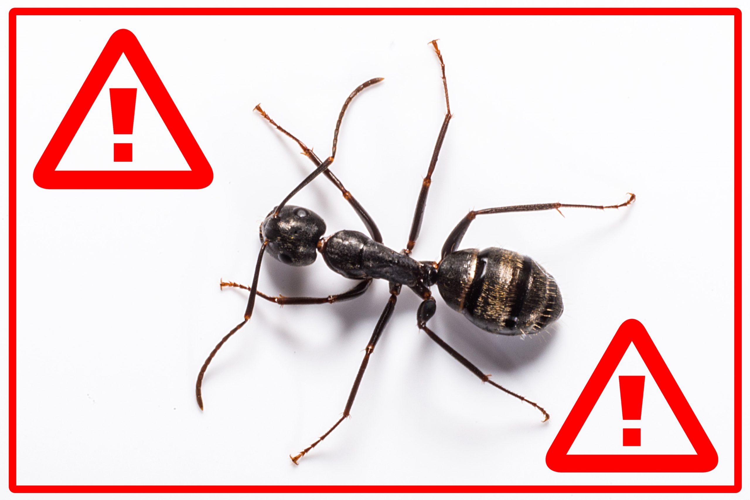 How to know if you have Carpenter Ants? 8 Key signs to look out for!