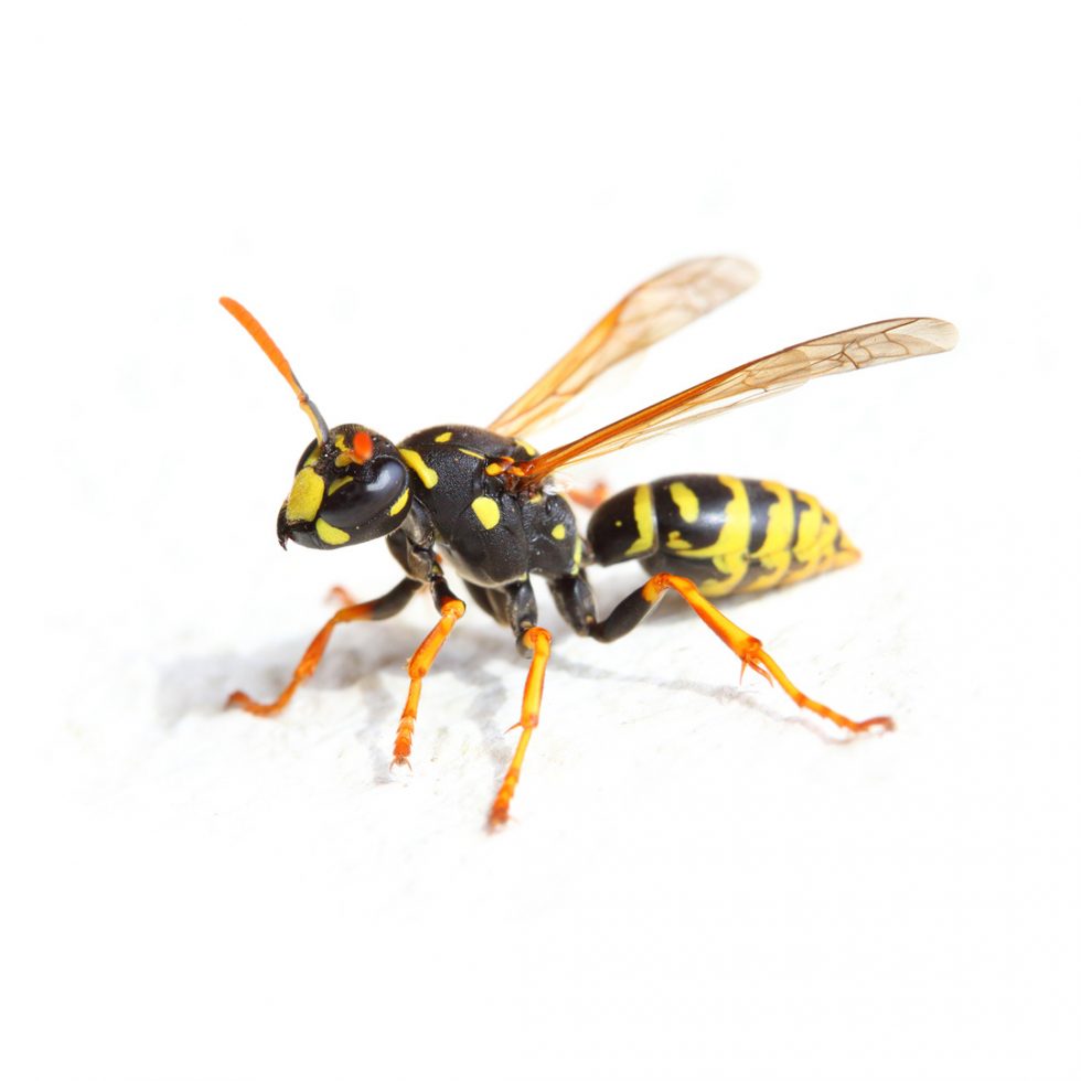 Oregon Wasps and Hornets • Good Earth Pest Company