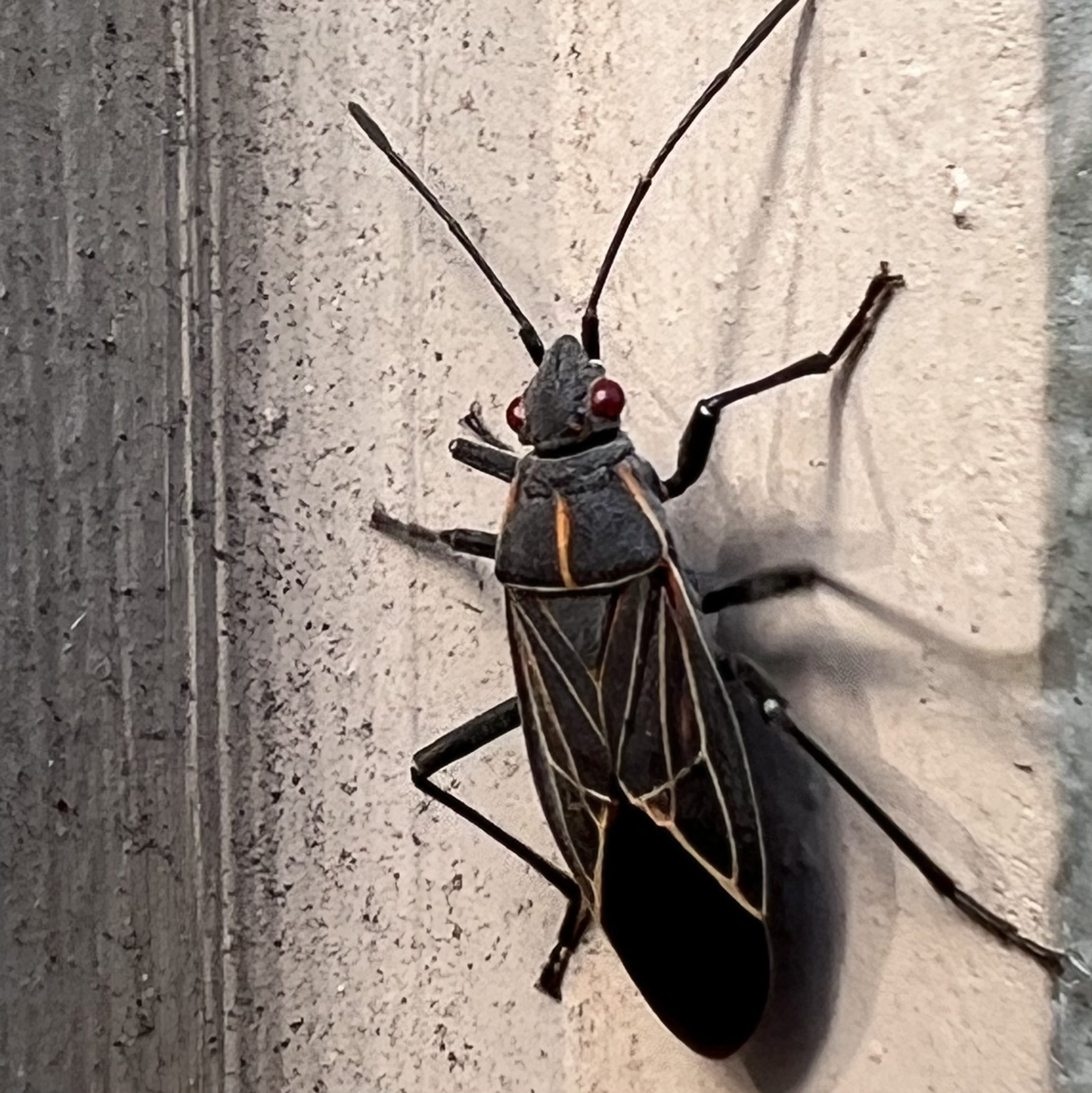 Banishing Box Elder Bugs: Strategies for Control