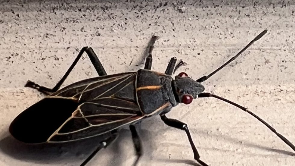 Are Box Elder Bugs Harmful? Do They Bite? • Good Earth Pest Company