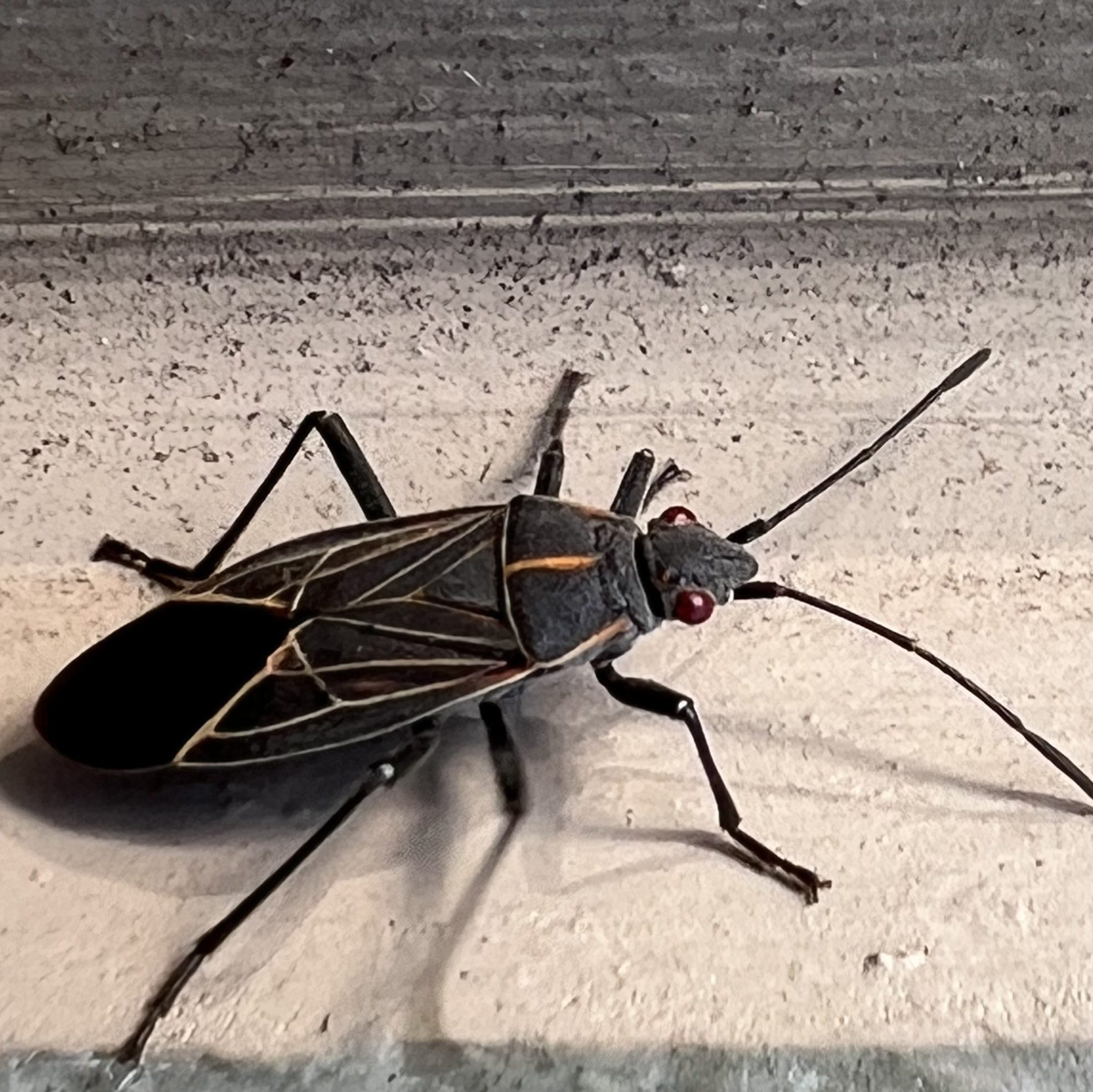 Banishing Box Elder Bugs: Strategies for Control