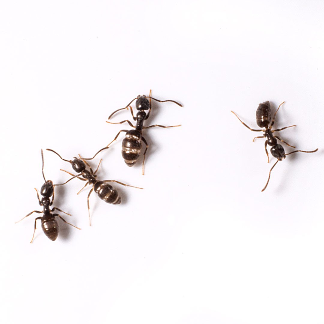 Oregon Ants • Good Earth Pest Company