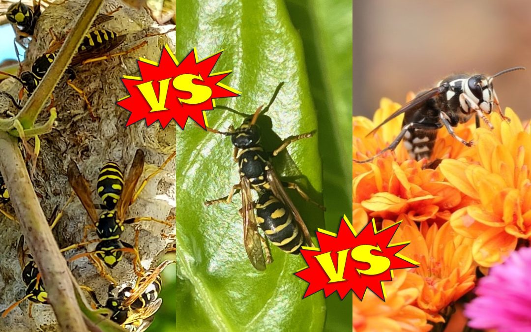 Hornet Vs Wasp Nest Remove Wasp Nests With Help From A Pro | Catseye