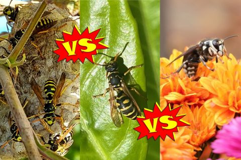 Paper Wasps vs Yellow Jackets vs Bald-faced Hornets