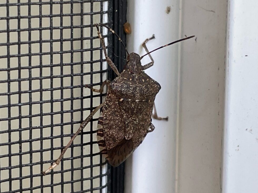 How To Handle Box Elder Bugs And Stink Bugs 7020