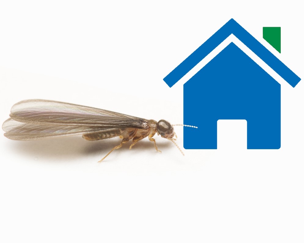 Should I be Worried About Large Winged Termites Around My Home?