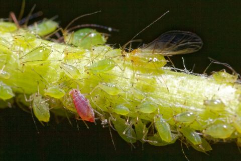 Why Are Wasps and Yellowjackets Swarming Your Trees? The Real Culprit ...