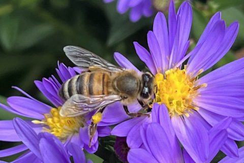 Pest Control On Properties with Bee Hives
