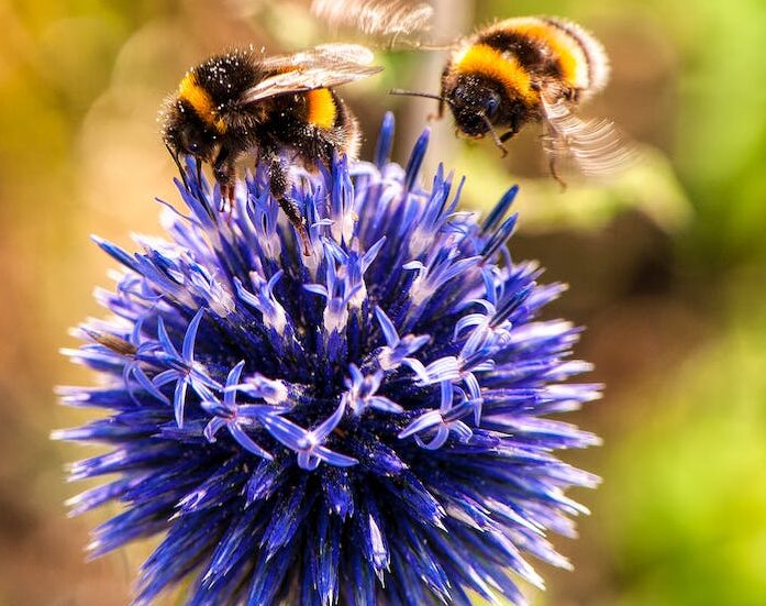 Top 5 Pollinators - Bee Edition! • Good Earth Pest Company