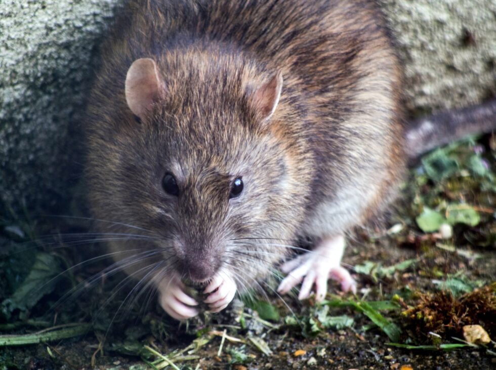 Oregon Rodents • Good Earth Pest Company