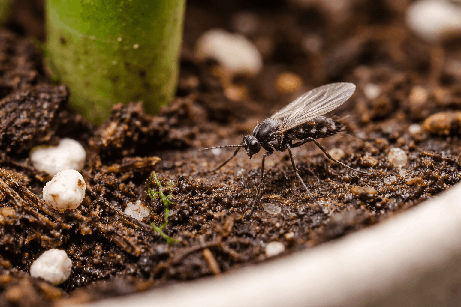 Why Am I Seeing Tiny Flies Around My Windows? (Fungus Gnats Explained)