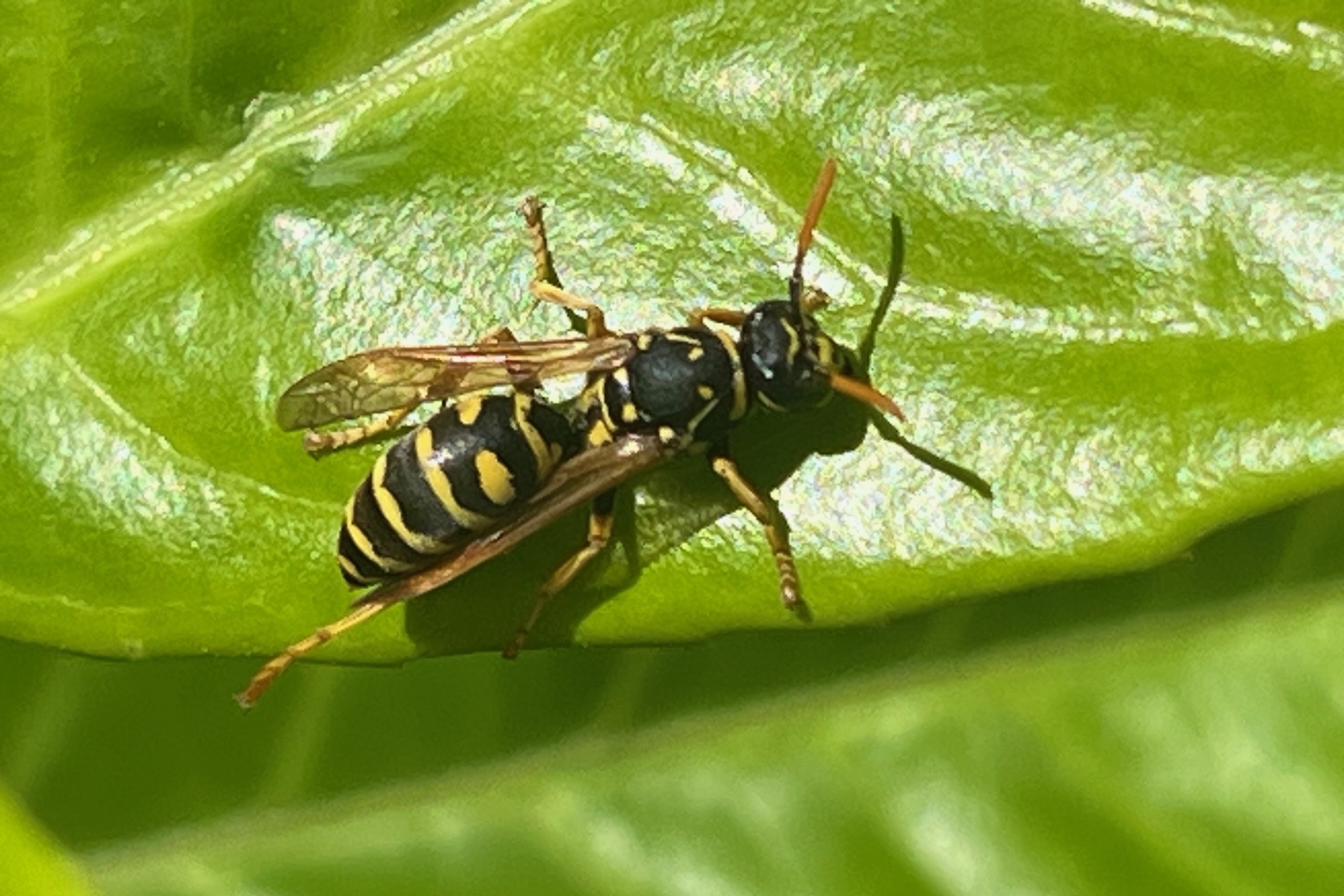 Why Are Wasps and Yellowjackets Swarming Your Trees? The Real Culprit ...
